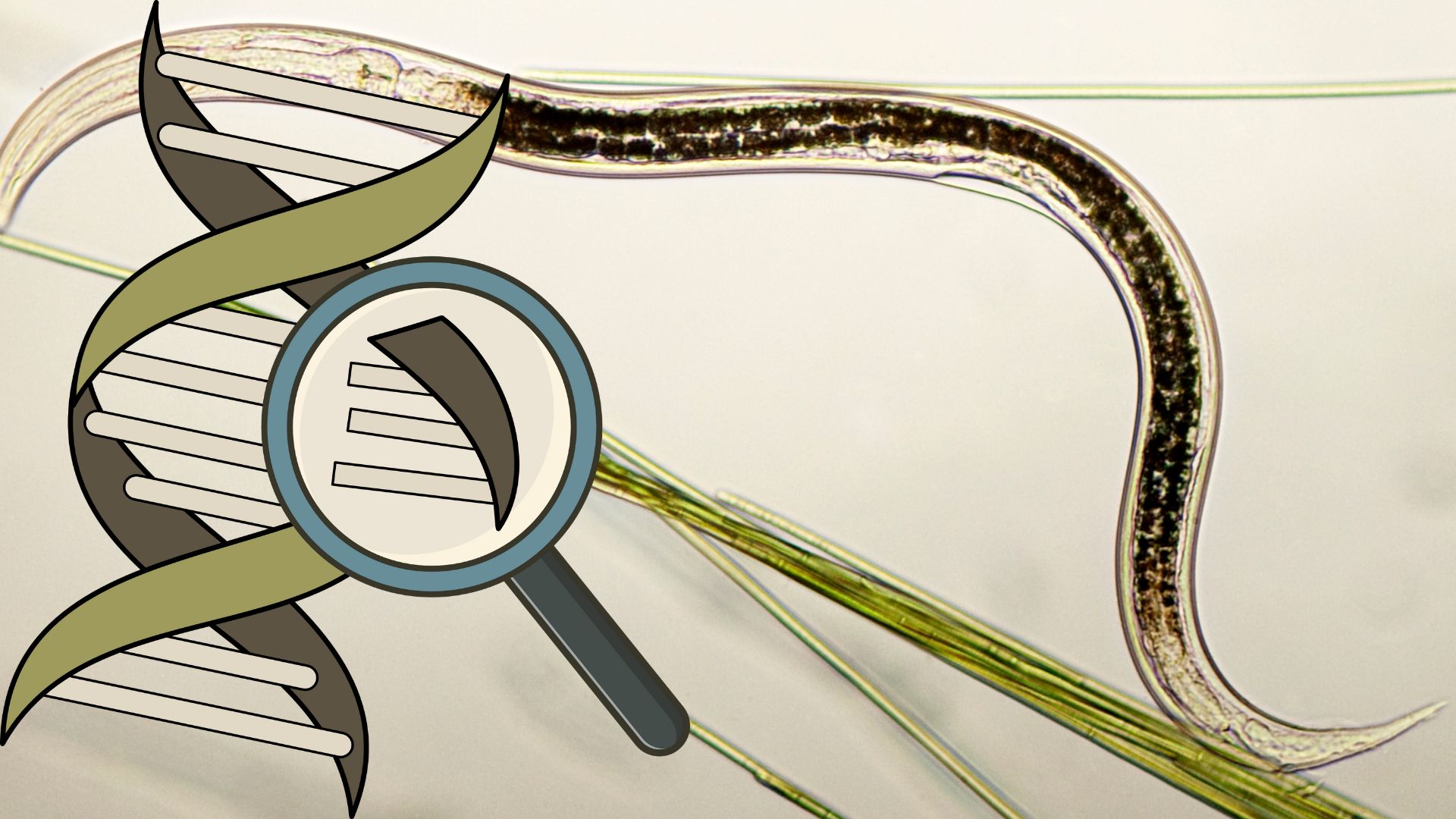An accurate root-knot nematode species detection kit developed in NEM ...
